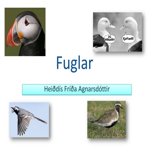 Natturfraedi.fuglar | PPT