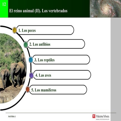 Animales Vertebrados | PPT