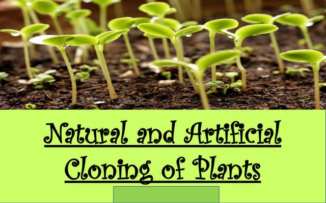 Asexual reproduction in plants | PPTX