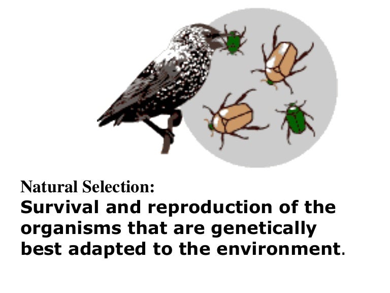 Natural selection