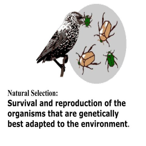 Natural selection | PPT