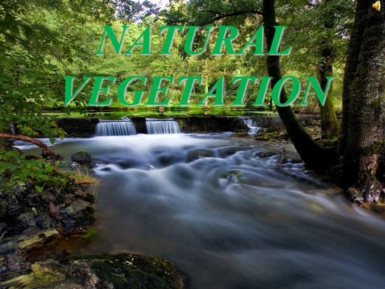 Types of Natural vegetation in India | PDF