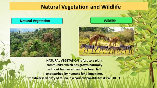 Types of Natural vegetation in India | PDF
