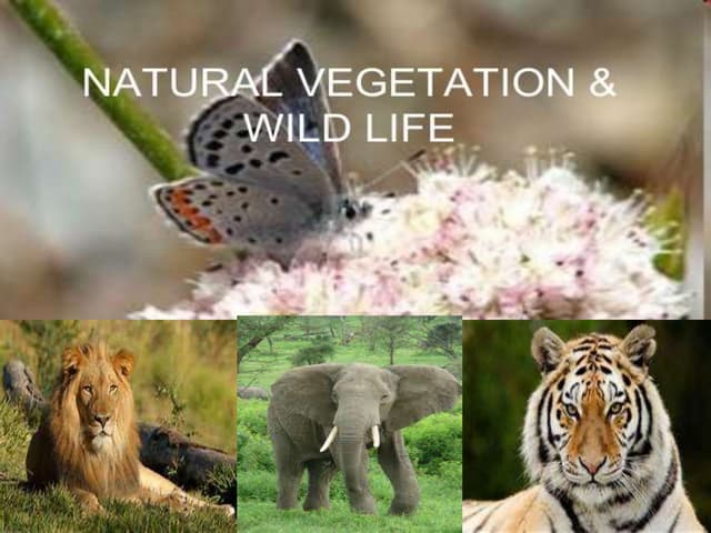 Ppt on natural vegetation and wildlife by Gursimran Singh