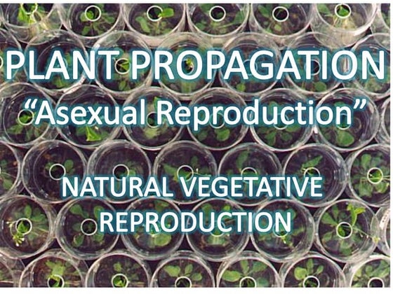 Artificial propagation | PPT | Gardening | Home & Garden