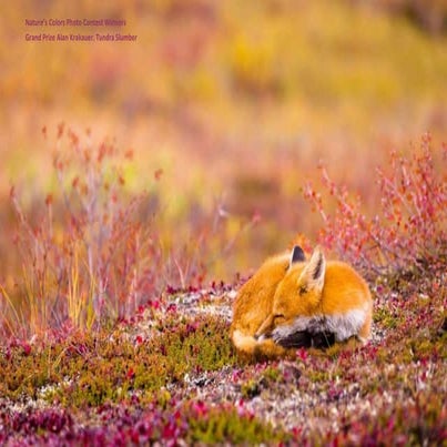 Nature’s Colors Photo Contest Winners | PPT