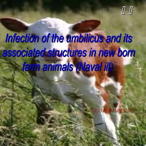 Naval ill Bacterial Infection of the umbilicus and its associated ...