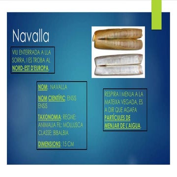 Navalla | PPTX
