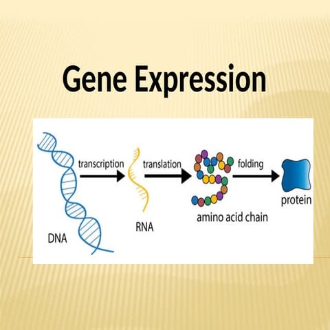 NAVIN GENE EXPRESSSION ORIGINAL.pptx