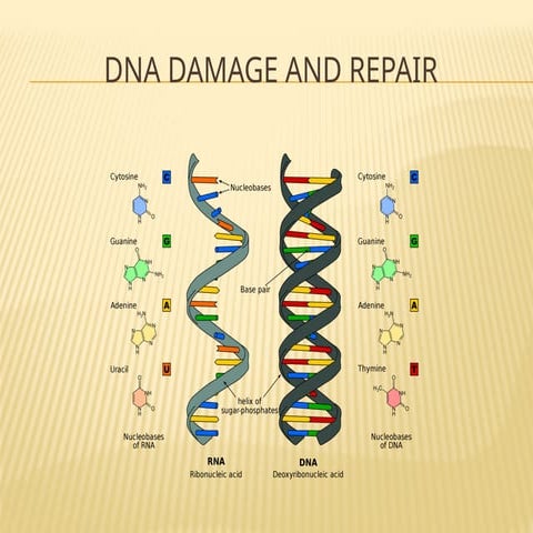 NAVIN SAHU DNA DAMAGE REPAIR.pptx