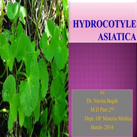 Navita ppt Hydrocotyle asiatica | PDF