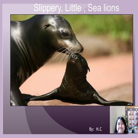 Sea Lions | PPTX