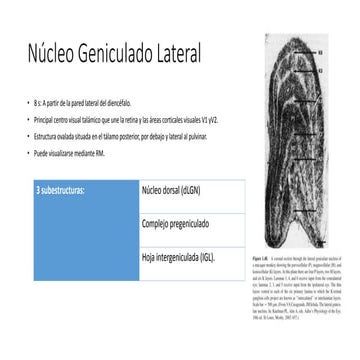 Núcleo Geniculado Lateral y.pptx