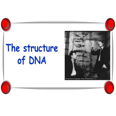 DNA structure | PPT