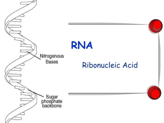 DNA vs. RNA | PPT