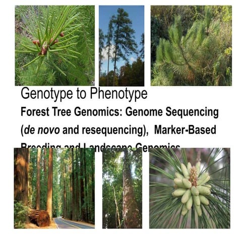 Genotype to phenotype forest tree genomics: genome sequencing (de novo ...