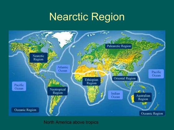 Palaearctic region | PPT