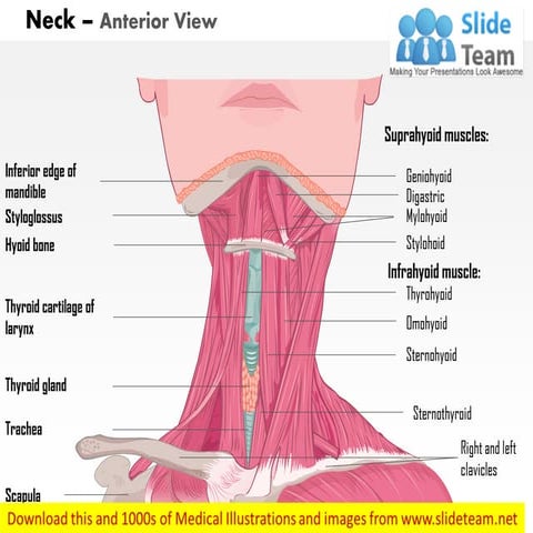 Neck anterior view medical images for power point | PPT