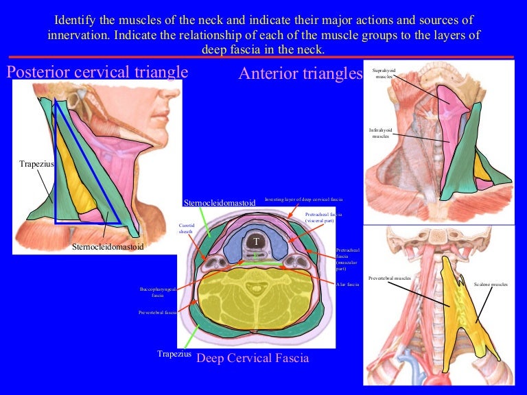 BOYUN ANATOMİSİ (fazlası için www.tipfakultesi.org)