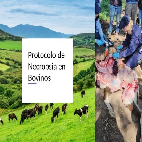 protocolo de necropsia_bovinos_ampliada.pptx