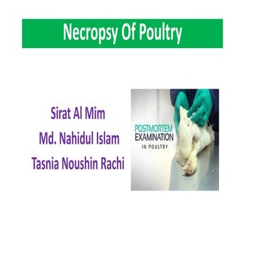 Necropsy Of Poultry (procedure).pptx