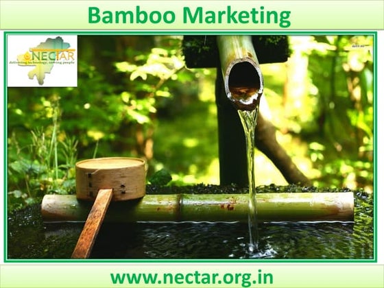 Indian bamboo - www.nectar.org.in