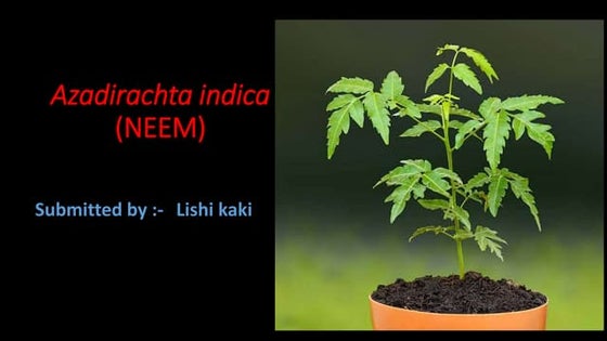 Neem | PPTX