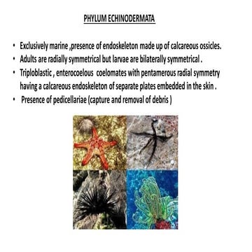 NEET 11th PHYLUM ECHINODERMATA.pdf