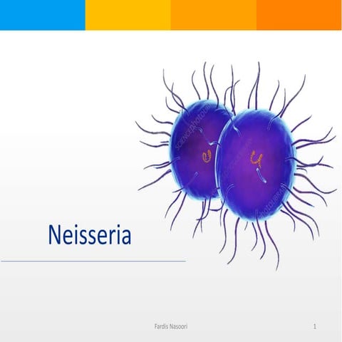 Neisseria | PPTX