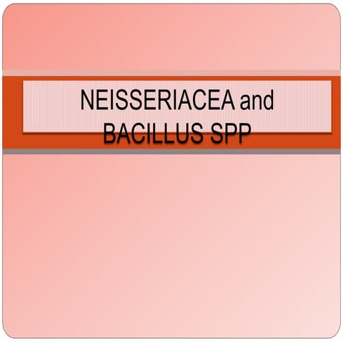 Neisseriacea and bacillus spp | PPTX
