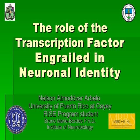The role of the Transcription Factor Engrailed in Neuronal Identity | PPT | Genetics | Science