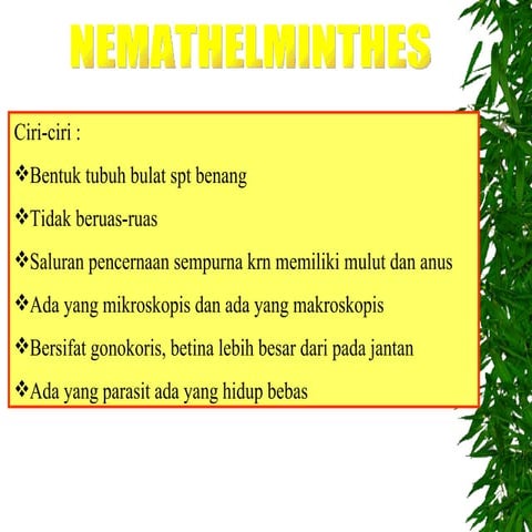 Nemathelminthes (Nematoda)