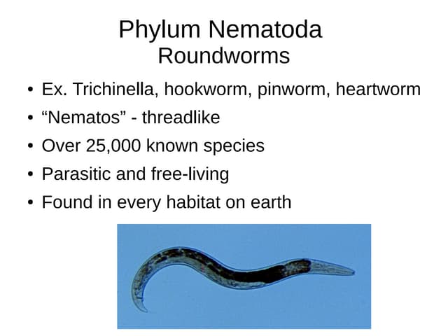 Phylum nematoda 1 | PPTX