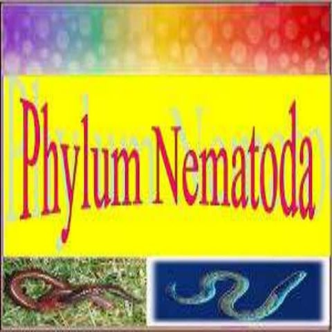 Nematoda | PPTX