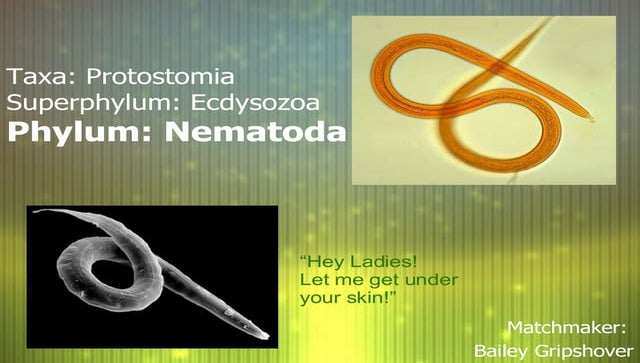 Examples Of Nemathelminthes
