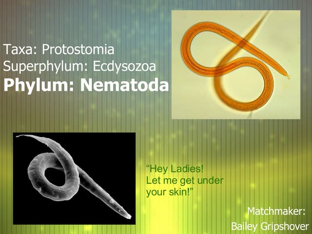 The Triplobastic, Acoelomate Body Plan | PPT