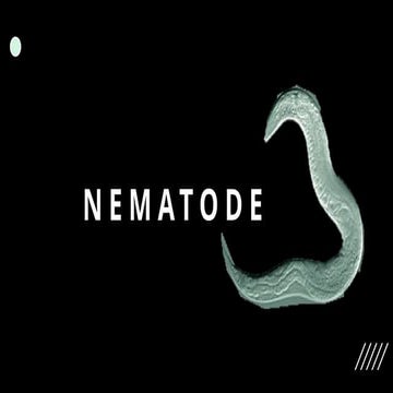Mechanism of regenerations in nematodes | PPT