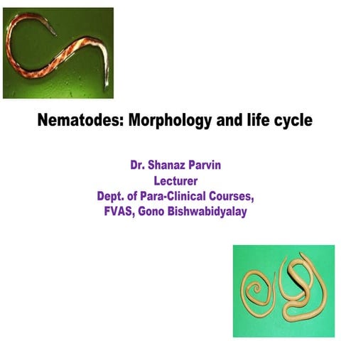 Morphology of nematodes | PPTX