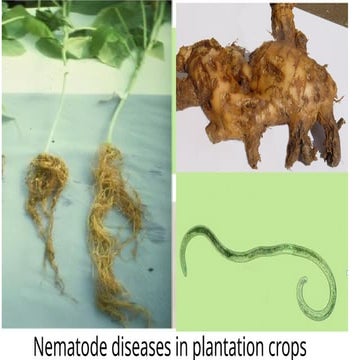 Nematode damage symptoms in crop plants | PPTX