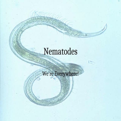 Morphology of nematodes | PPTX
