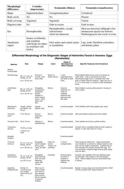 Morphology of nematodes | PPTX