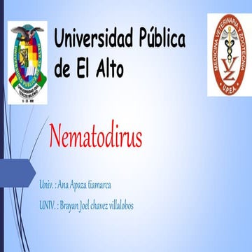 Nematodirus parásitos intestinales en los rumiantes | PPTX
