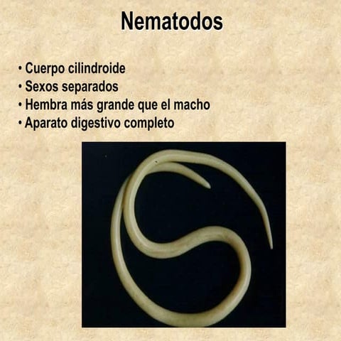 Nematodos teoria | PDF