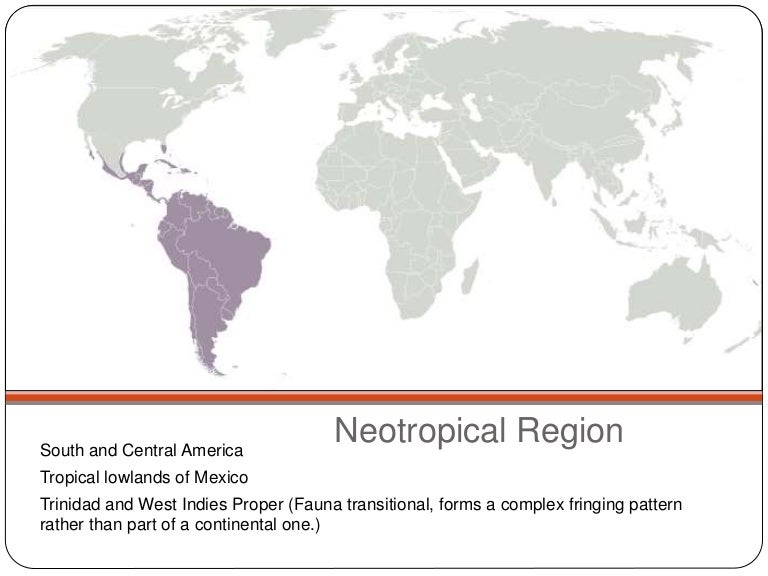 Neotropical region