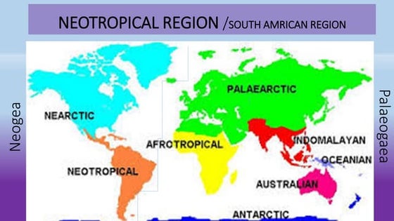 Oriental region | PPT