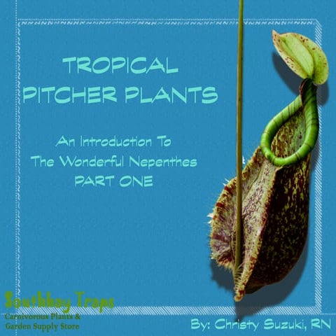 Tropical Pitcher Plants | An Introduction To The Wonderful Nepenthes ...