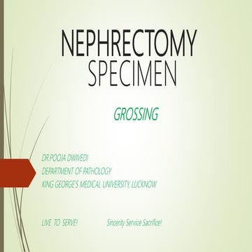 Prostate grossing and reporting | PPTX