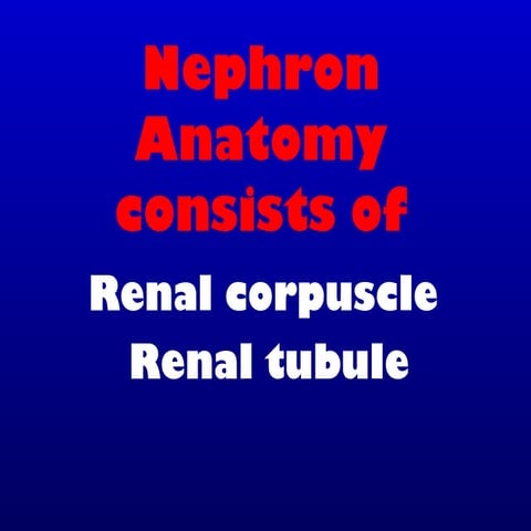 Nephron anatomy | PPT