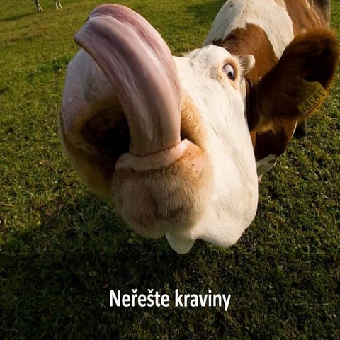 Neřešte kraviny | PDF