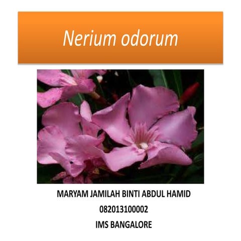 Nerium odorum | PPTX